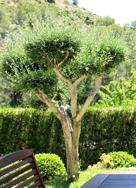 Guía completa sobre cuándo podar un olivo de jardín consejos y