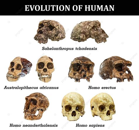 Evolusi Tengkorak Manusia Dari Sahelanthropus Menjadi Homo Sapiens Foto