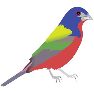 Passerina Ciris Vecta Symbols