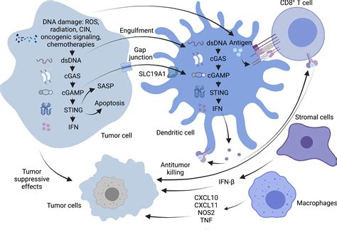 Frontiers The CGAS STING Pathway A Novel Target For Cancer Therapy