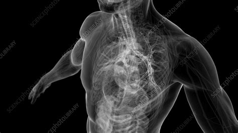 Thorax Illustration Stock Image F037 9224 Science Photo Library