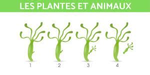 Différence entre MÉTIOSE et MITOSE Résumé avec schéma