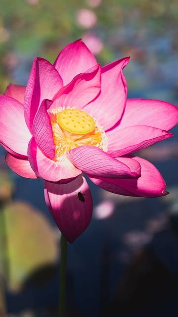Lotus Blume Lotusblume Pinke Kostenloses Foto Auf Pixabay Pixabay