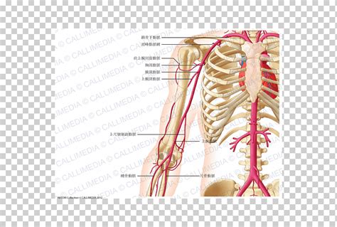 Arteries Diagram Arm Thumb Vein Shoulder Human Anatomy Png Clipart
