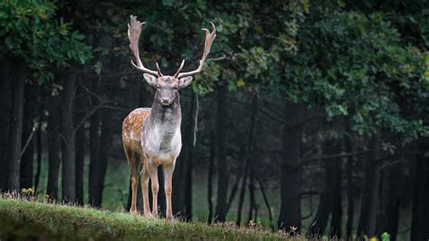 Deer 4k Wallpapers Wallpaper Cave