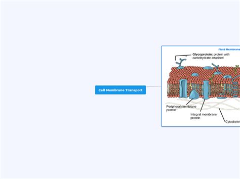 Cell Membrane Mind Map
