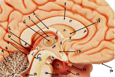 Brain Longitudinal Slice Close Diagram Quizlet