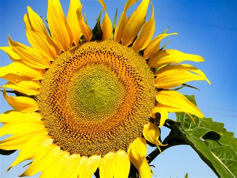 Solros Blomma Gul Gratis foto på Pixabay Pixabay