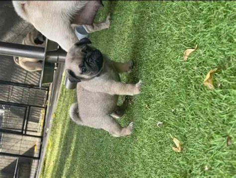 Mops Boxer štěňata na prodej bazar Hyperinzerce cz
