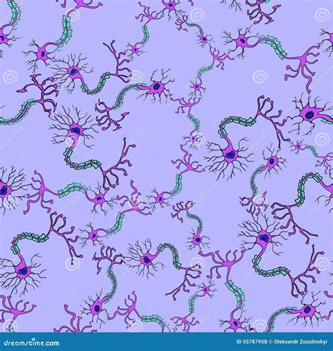 Anatomy Of A Typical Human Neuron Vector Stock Vector Illustration