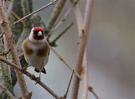 Environnement Ce Week End Participez Au Comptage Des Oiseaux