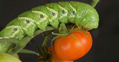 Tomato Worm Life Cycle