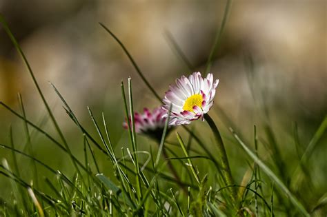 Blomma Tusensköna Äng Gratis foto på Pixabay Pixabay