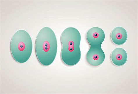 Esquema De La Meiosis Fotos Gu A