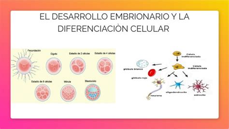 El Desarrollo Embrionario Y La Diferenciacion Celular Mapa Conceptual