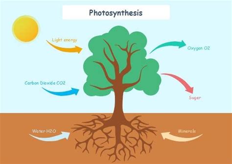 What Is Photosynthesis Is It Important To Trees Tree Secrets