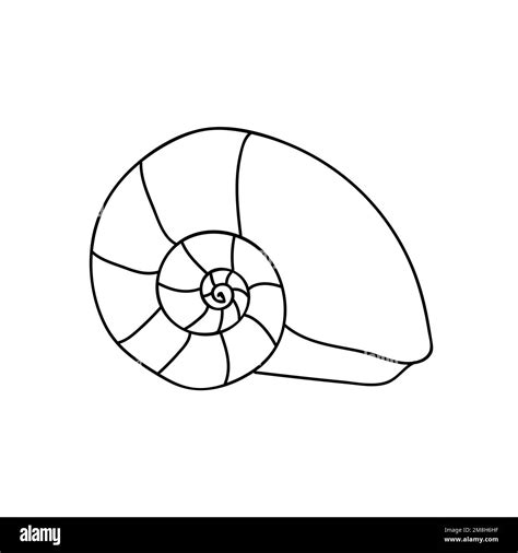 Seashell Vector Hand Drawn Stock Vector Image Art Alamy