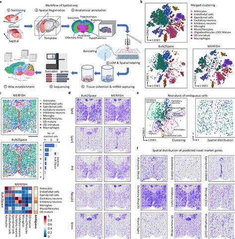 Figure From Spatially Resolved Single Cell Deconvolution Of Bulk Rna