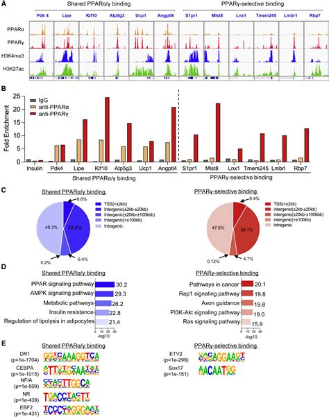 Shared PPARα γ Target Genes Regulate Brown Adipocyte Thermogenic