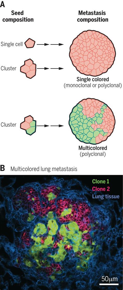 A Collective Route To Metastasis Seeding By Tumor Cell Clusters Science