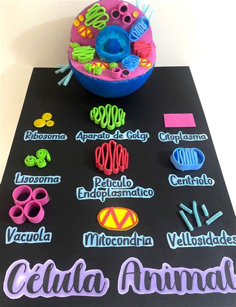 Célula animal Maquetas de celulas Manualidades educativas Proyectos