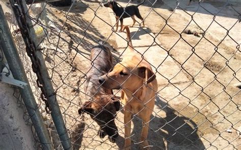 En Salamanca existen 15 mil perros en situación de calle El Sol de
