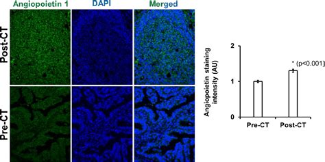 Figure 2 1 From Mechanisms Underlying Chemotherapy Induced Vascular
