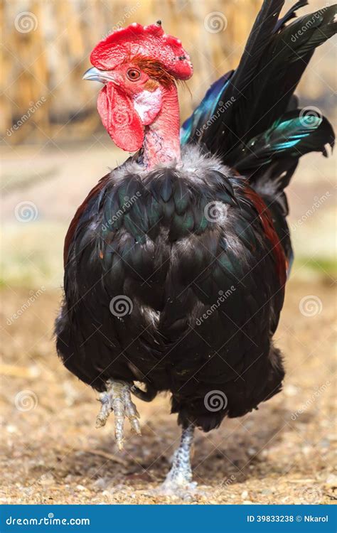 Transylvanian Naked Neck Rooster Free Range Rare Breed Of Chicken
