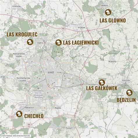 Gdzie na grzyby w Łódzkiem Jak się przygotować Co zabrać MAPA