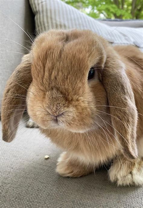 Caring For Rabbits The Dos And Don Ts Of Easter Bunnies