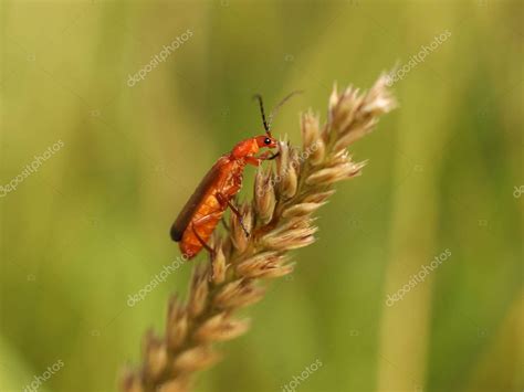 El Insecto Se Sienta En Una Espiguilla De Trigo Macro Con Fondo