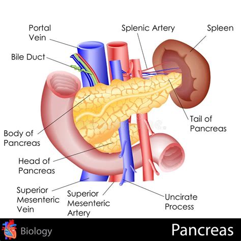 Anatomie Du Pancréas Structure Cellulaire De L îlot De Langerhans