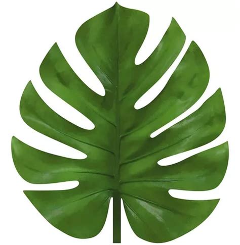 Quadro Para Jardim Folha Costela De Adão Natureza Verde MercadoLivre