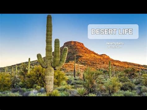 The Amazing Adaptations Of Desert Plants Youtube
