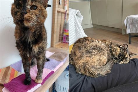 Flossie Named Worlds Oldest Living Cat By Guinness Book Of