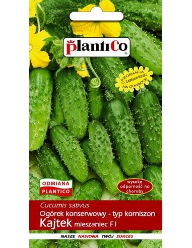 Ogórek gruntowy korniszon Kajtek F1 100g