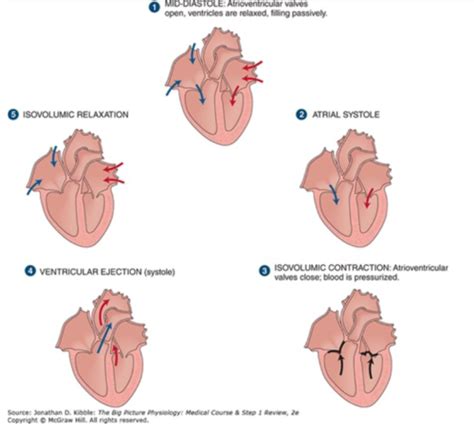 Cardiac Cycle Flashcards Quizlet