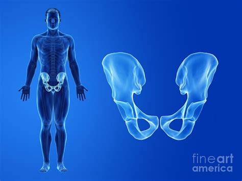 Human Hip Bone Photograph By Sebastian Kaulitzki Science Photo Library