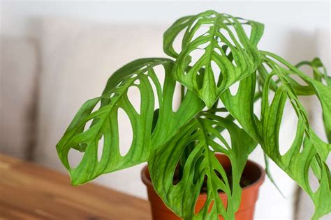 Monstera Esqueleto From The Naked Collection Pine Sg