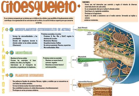 Citoesqueleto Jackeline Saori Gaona Miranda UDocz