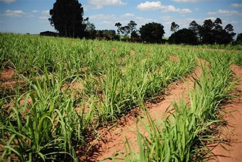 Bayer reforça a importância do manejo de plantas daninhas na cultura da