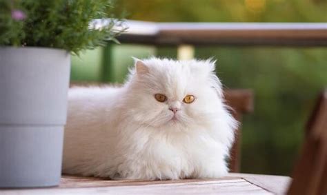 cuantos años vive un gato persa Blog Canarias Lofts