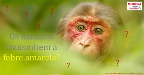 Macacos Transmitem A Febre Amarela Medicina Mitos E Verdades