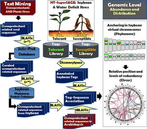 Schematic Representation Of The In Silico Steps For The Generation Of
