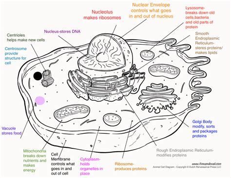 Parts Of The Cell And Their Functions Diagram Quizlet