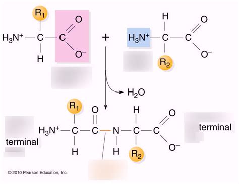 Biochemistry I Module Of The MCAT Self Prep ECourse Lesson 1 Amino