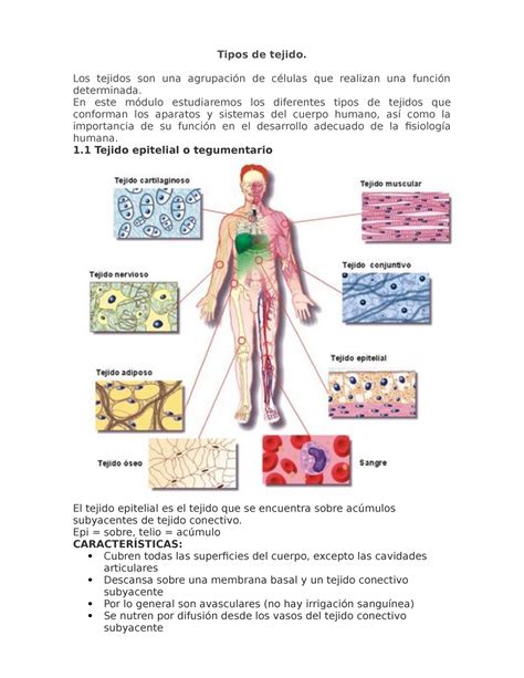 Tipos De Tejido Los Tejidos Son Una Agrupaci N De C Lulas Que