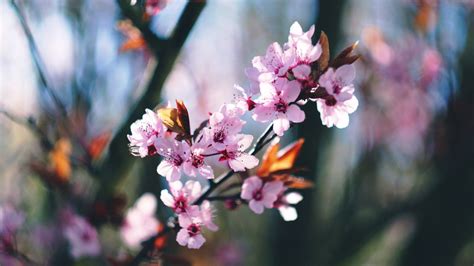 Fond d écran 1920x1080 px fleur Fleurs printemps des arbres