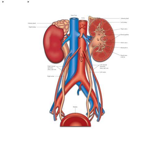 Diagram Lower Abdominal Diagram Male Mydiagram Online