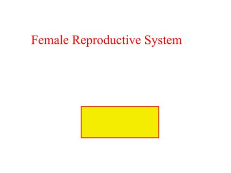 Solution Histology Female Reproductive System Studypool